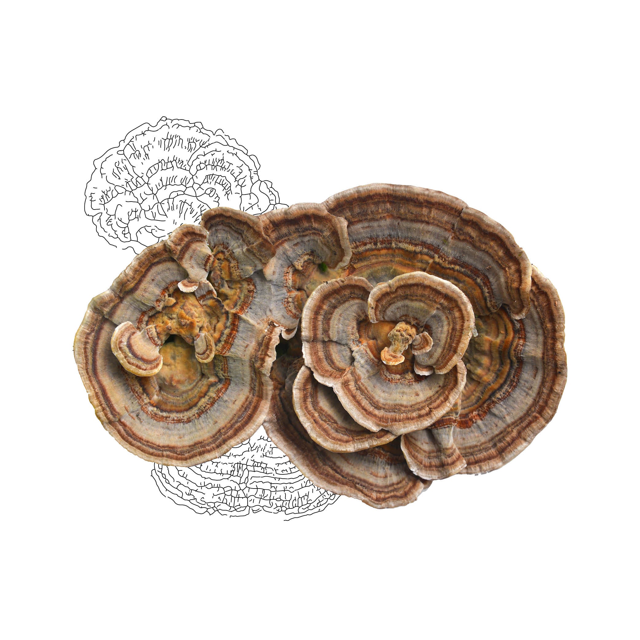 SHROOM MAGIC MIX – Natures Harvest