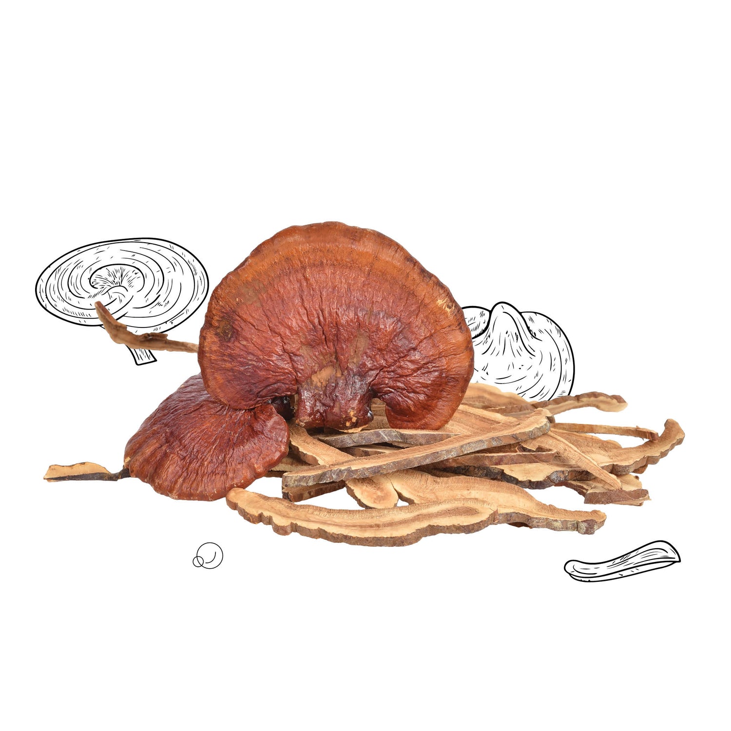 SHROOM MAGIC MIX – Natures Harvest